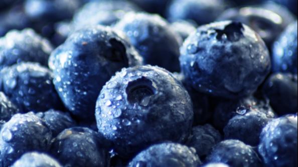 Polly Blueberry - Blueberry Narratives