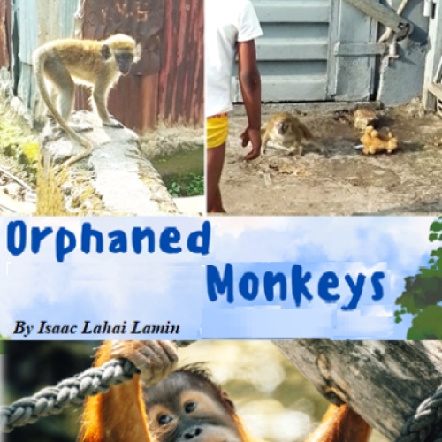 Orphaned Monkeys By Isaac Lahai Lamin